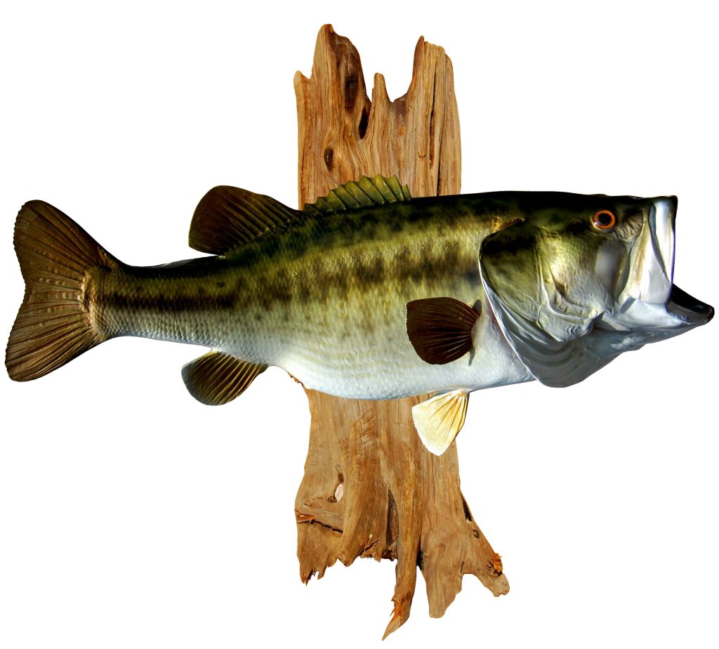 A Fish With A Coin In Its Mouth | Roscoe Lilly